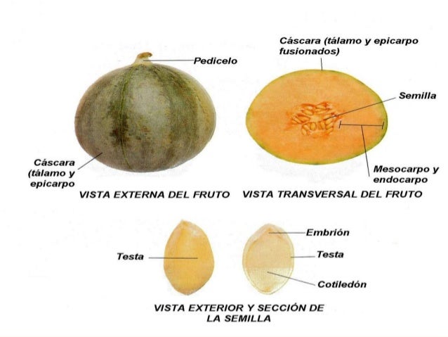 Las Ventajas Y Desventajas Del Melón Son Las Siguientes: – FIHIDU
