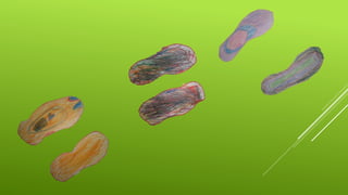 Elmer ... singing in the rain αποτυπώματα και δημιουργίες με πλαστελίνη ...