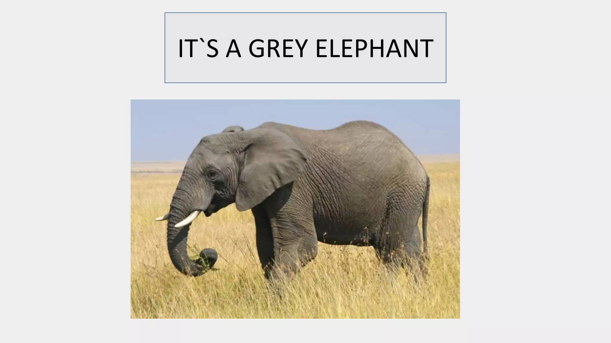 Elmer the elephant | PPTX