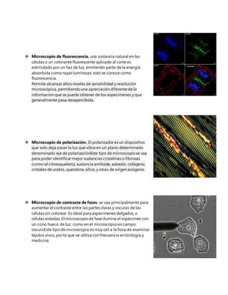 El microscopio | DOCX