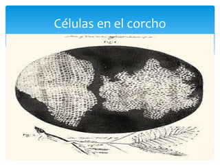 El microscopio de roberth hooke en 1665 | PPTX