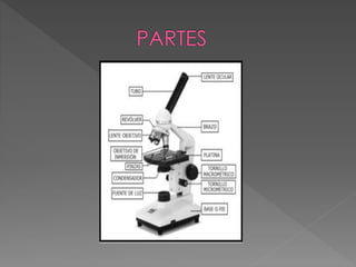 El microscopio power point | PPTX