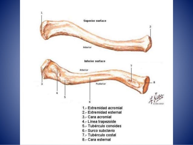 El miembro superior osteologia