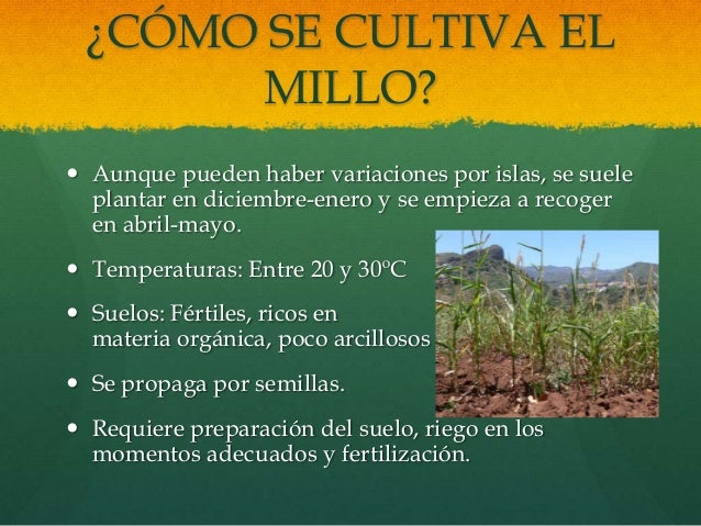 El millo en Canarias