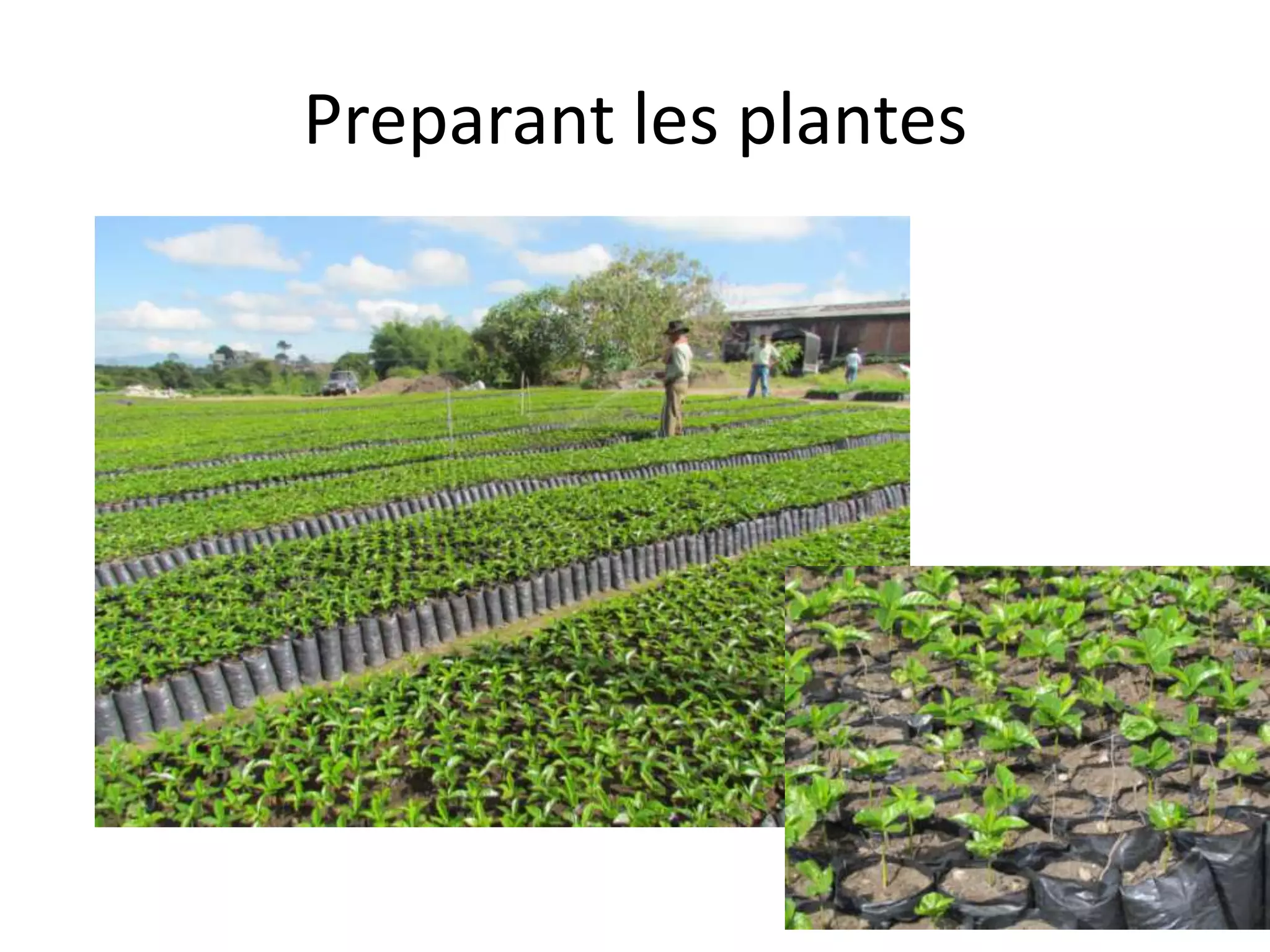 El millor cafe del mon | PPT