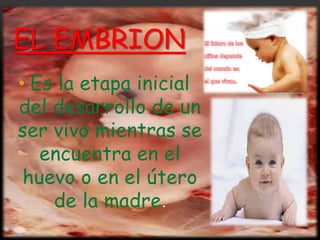 El embrion | PPTX