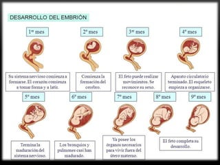El embrion | PPTX