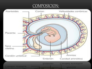 El embrion | PPTX