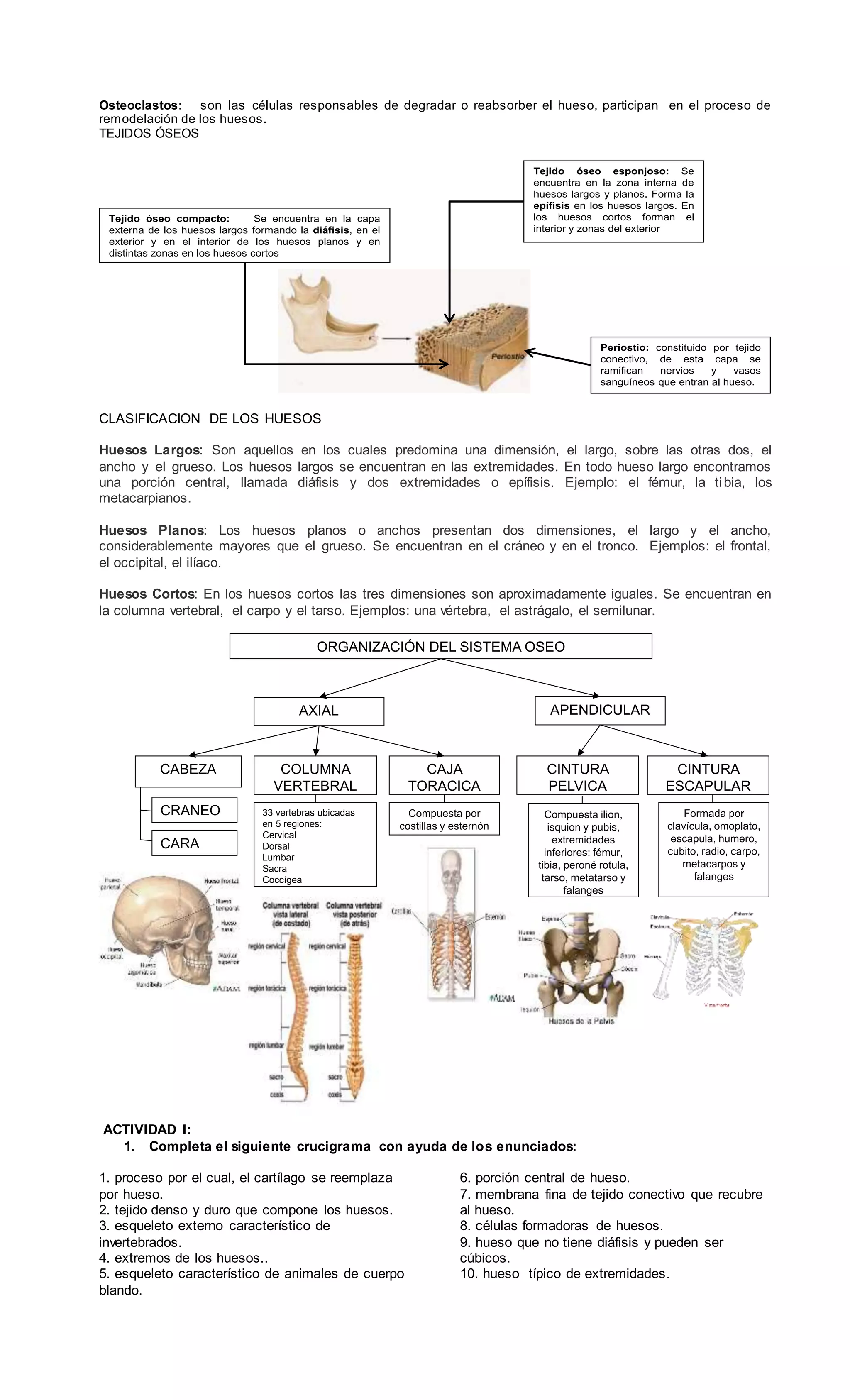El movimiento sistema oseo | DOCX