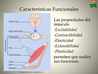 El músculo esquelético | PPTX
