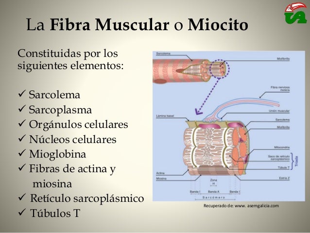 El músculo esquelético