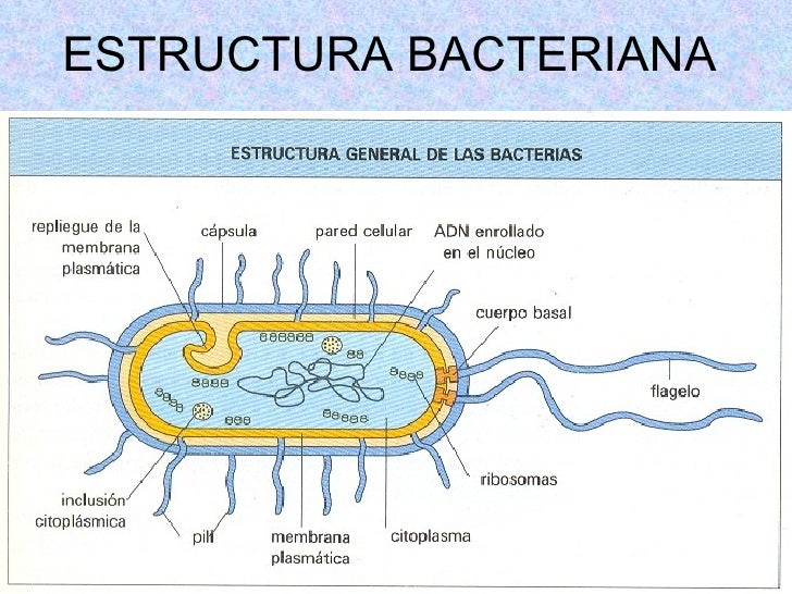 El mundo de las bacterias
