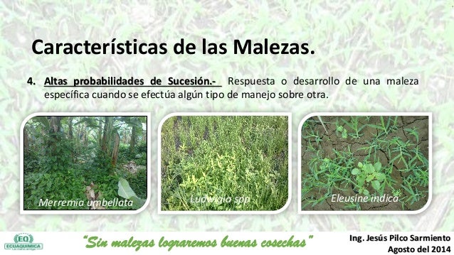 El mundo de las malezas y su efecto en la producción - Ecuador