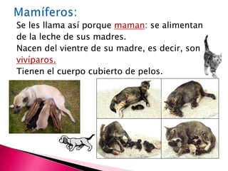 El mundo de los animales | PPTX