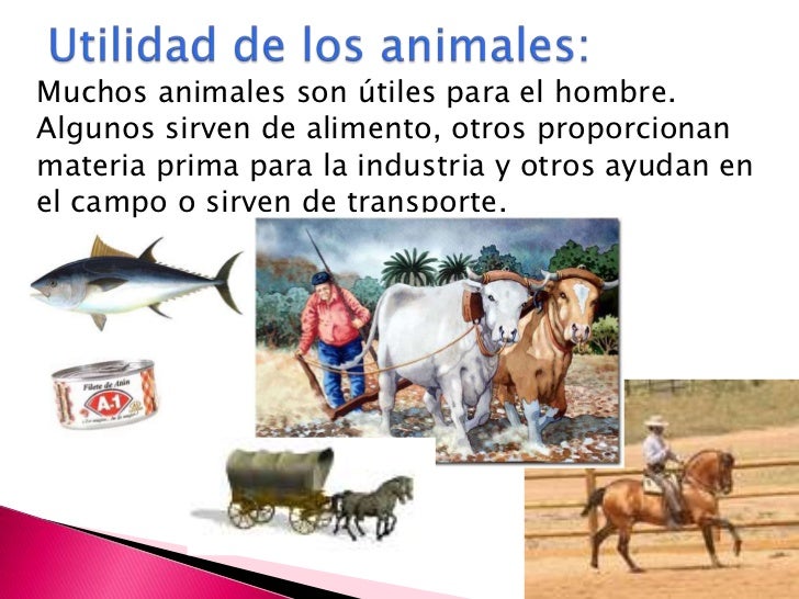 El mundo de los animales