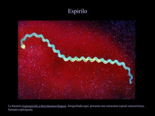 El Mundo MicroscóPico Virus, Archaea, Eubacteria | PPS