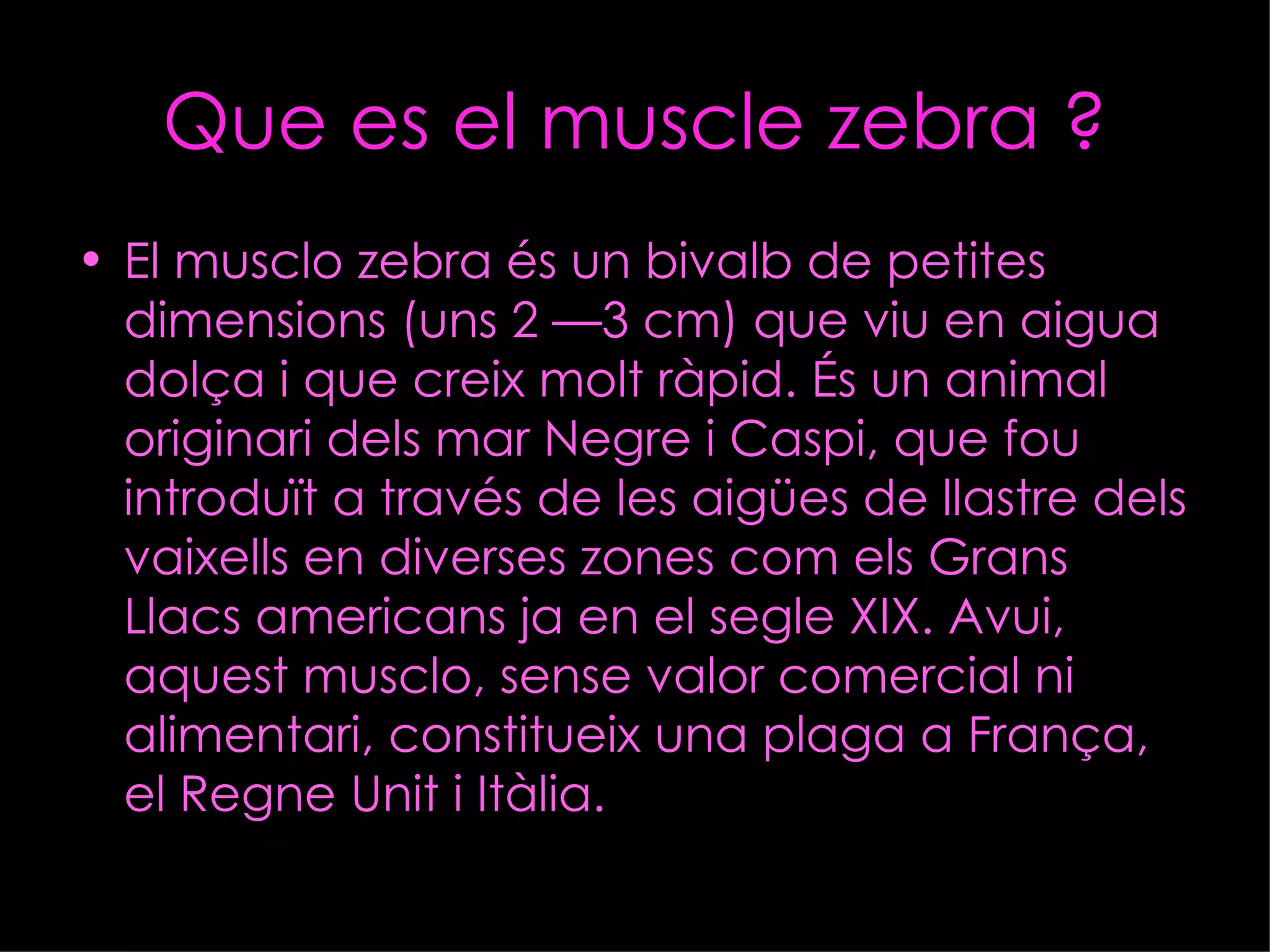 El Muscle Zebra =) | PPT