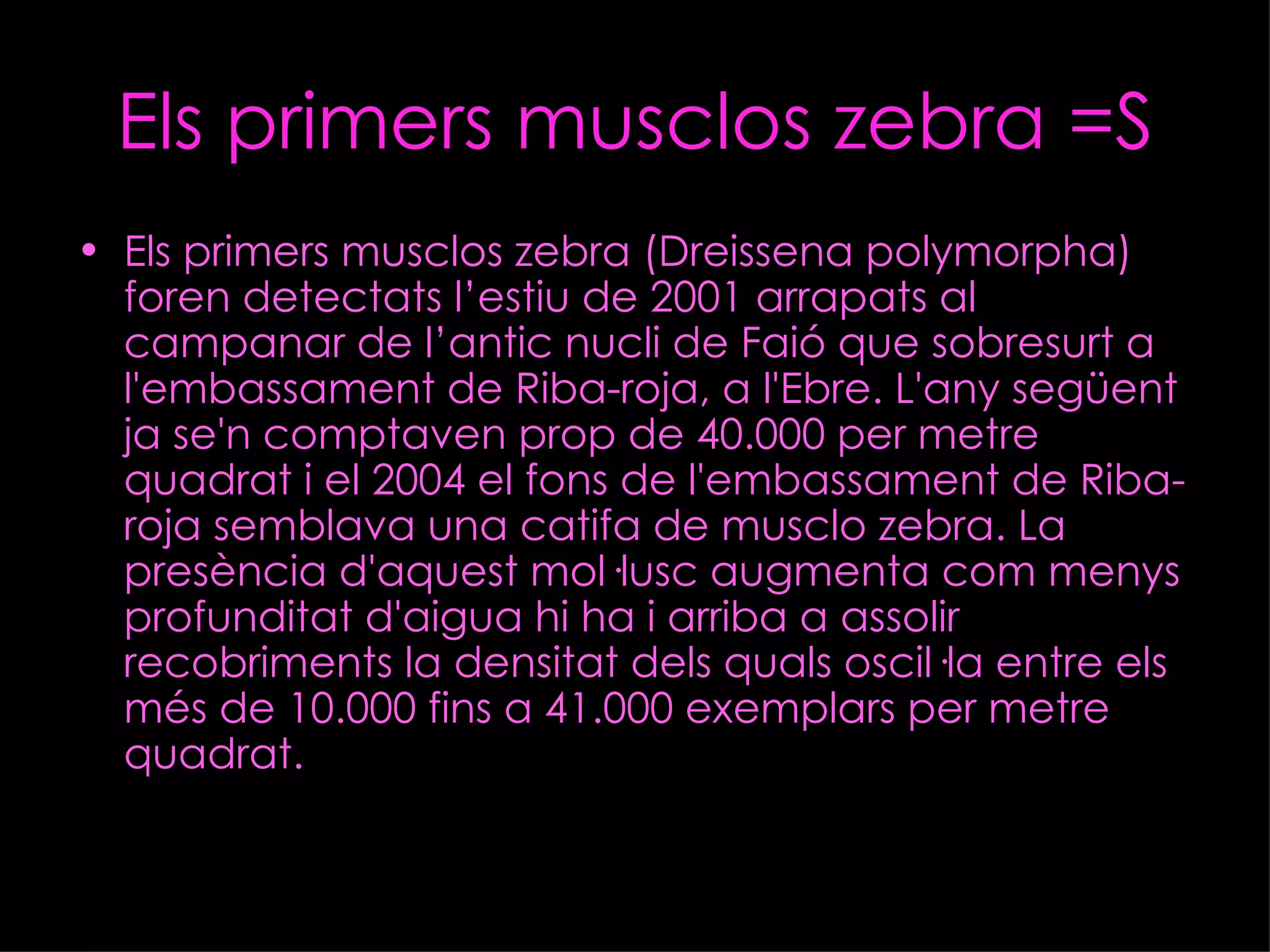 El Muscle Zebra =) | PPT