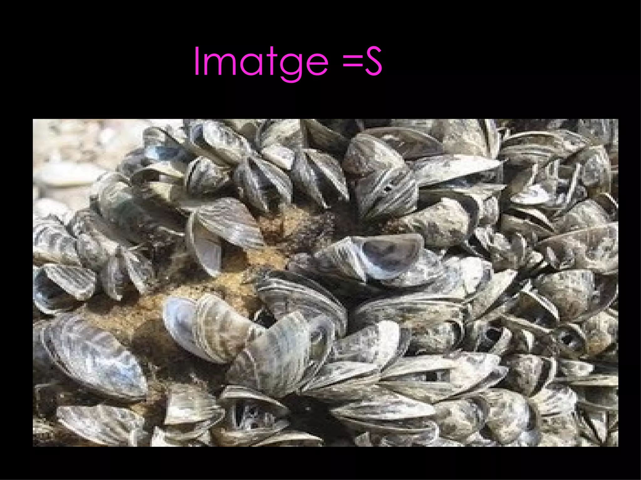 El Muscle Zebra =) | PPT