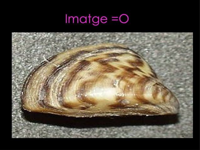 El Muscle Zebra =) | PPT