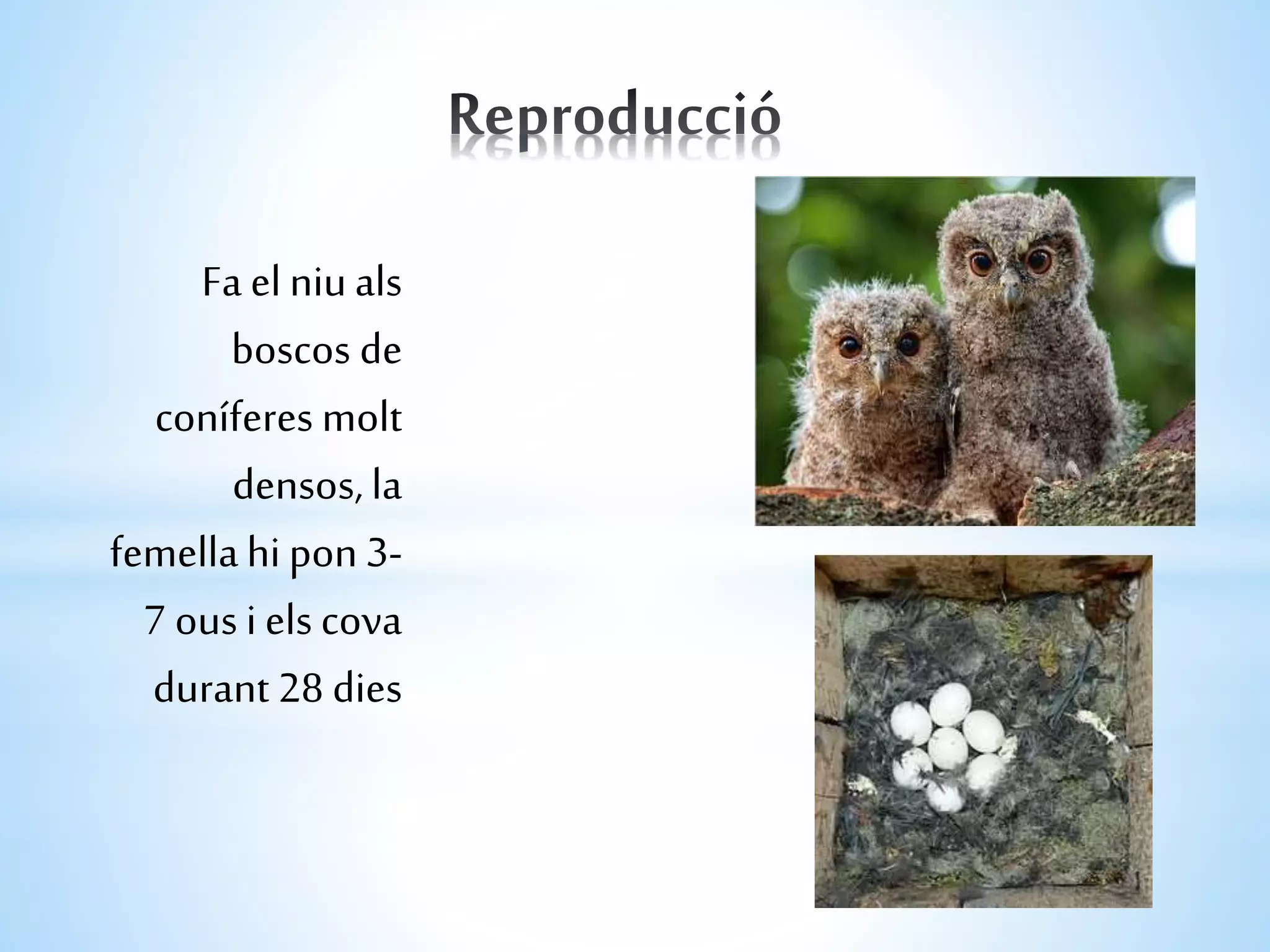 El mussol, Andrea Galán. | PPT