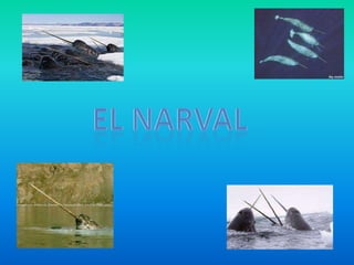 El narval | PPTX