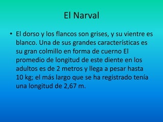 El narval | PPTX