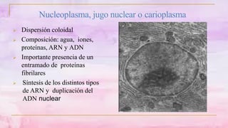 El núcleo celular 2.pdf