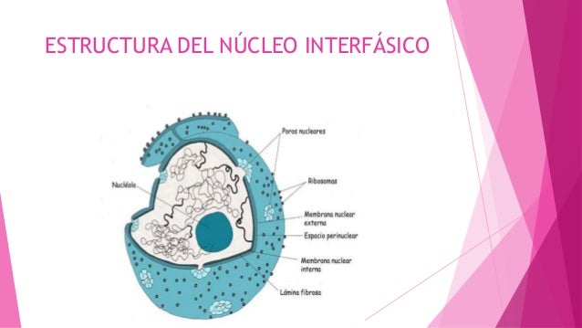 El núcleo interfásico y el núcleo en división