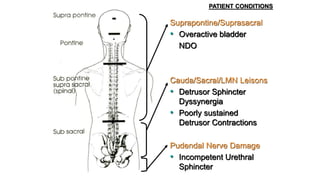 Neurological Disorders of the Bladder & Pelvic Floor - A Holistic ...