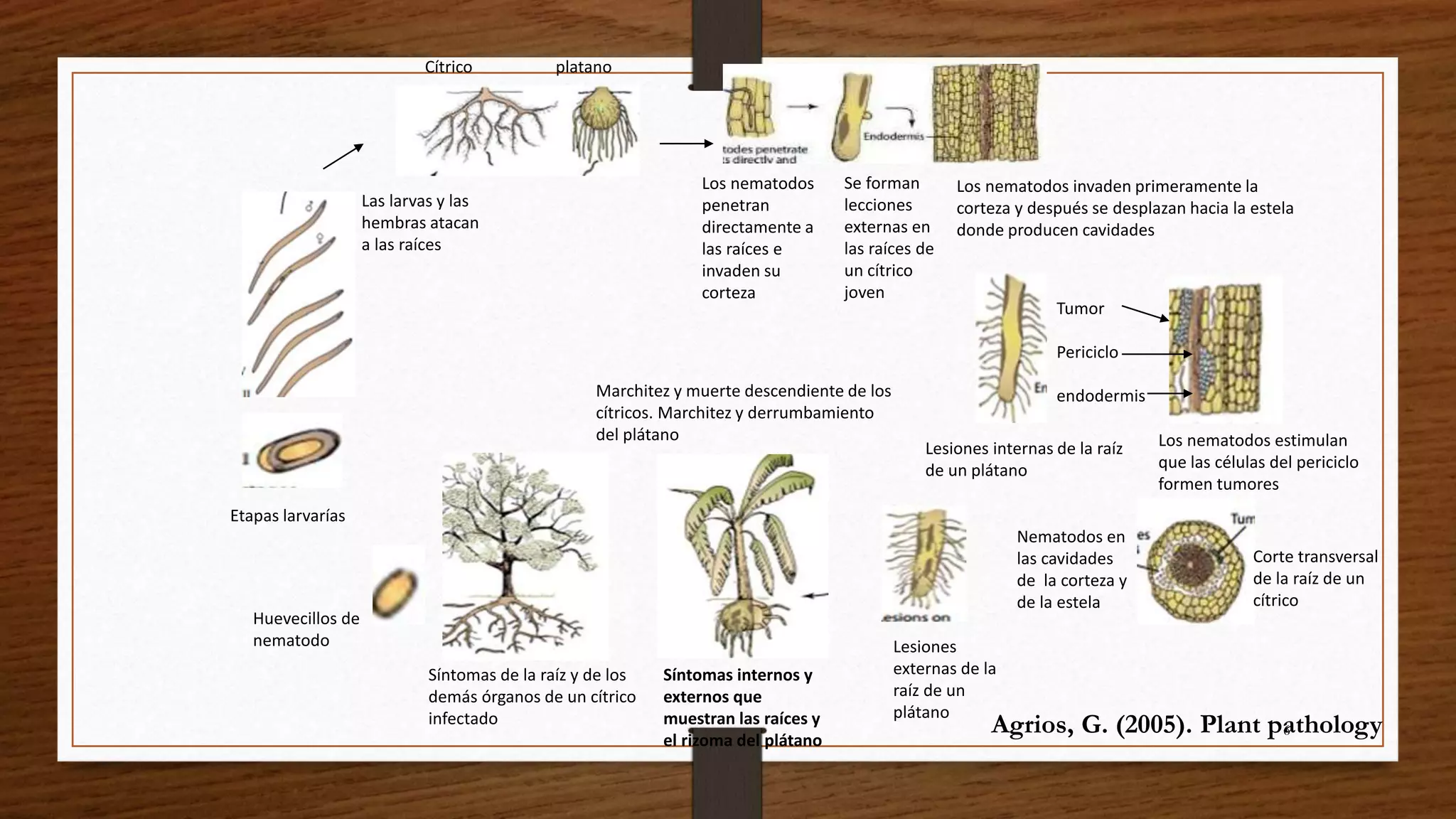 El nematodo barrenador (radopholus similis) | PPTX