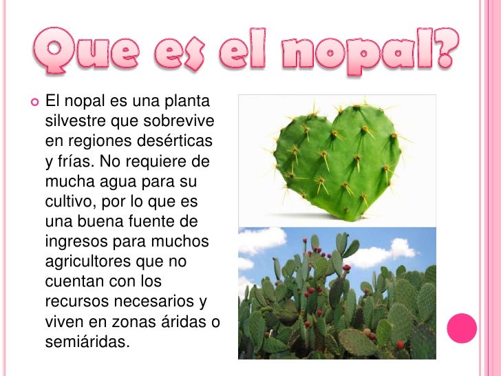 ¿cuáles son las partes del nopal? _ nopal contraindicaciones – ICDK