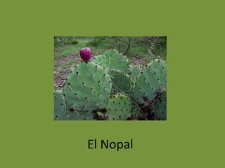 El nopal | PPTX