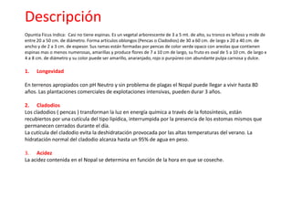 El nopal | PPTX