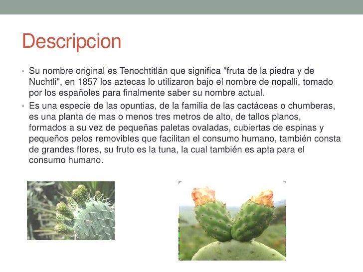 Partes Del Nopal | Informacion Sobre El Nopal – MEJIVZ