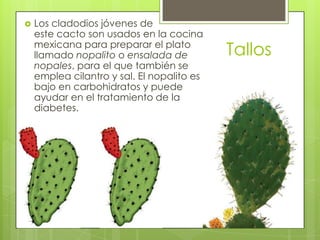 El nopal | PPTX