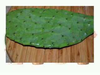 El nopal | PPTX