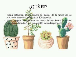 El nopal | PPTX