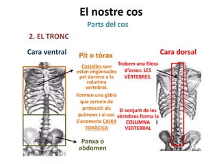 El nostre cos (Resum principi Tema) | PPT