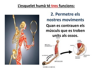 L'esquelet humà i tipus d'ossos | PPTX