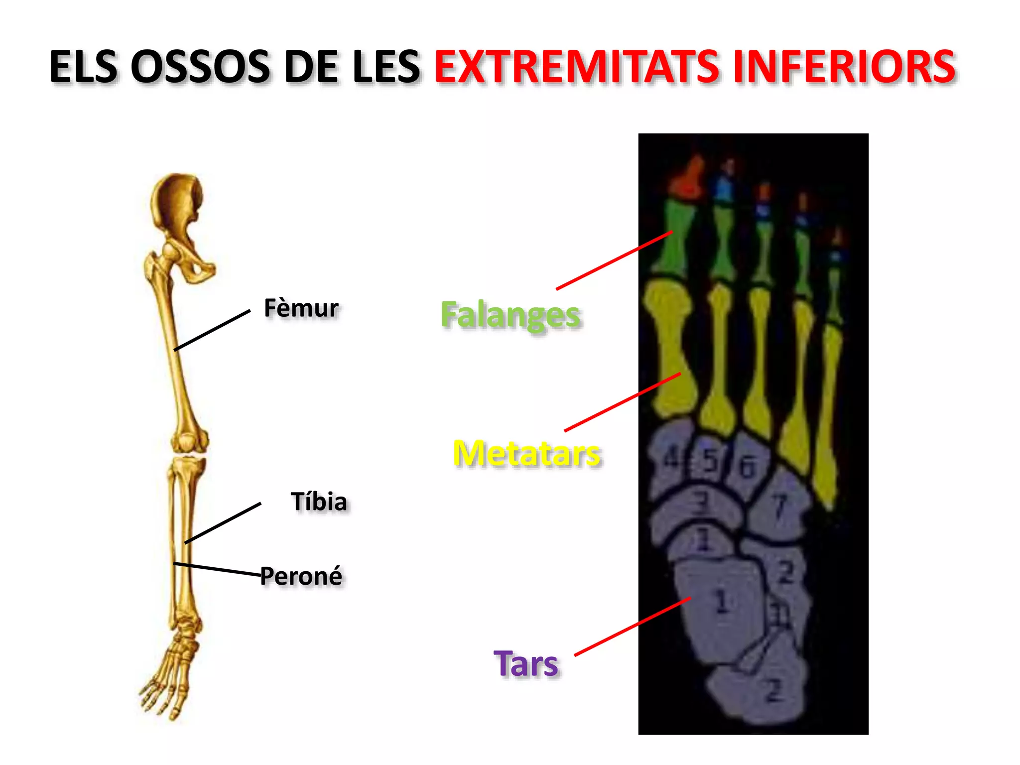 Ossos del cos. 4 | PPTX