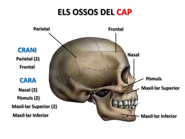 Ossos del cos. 4 | PPTX