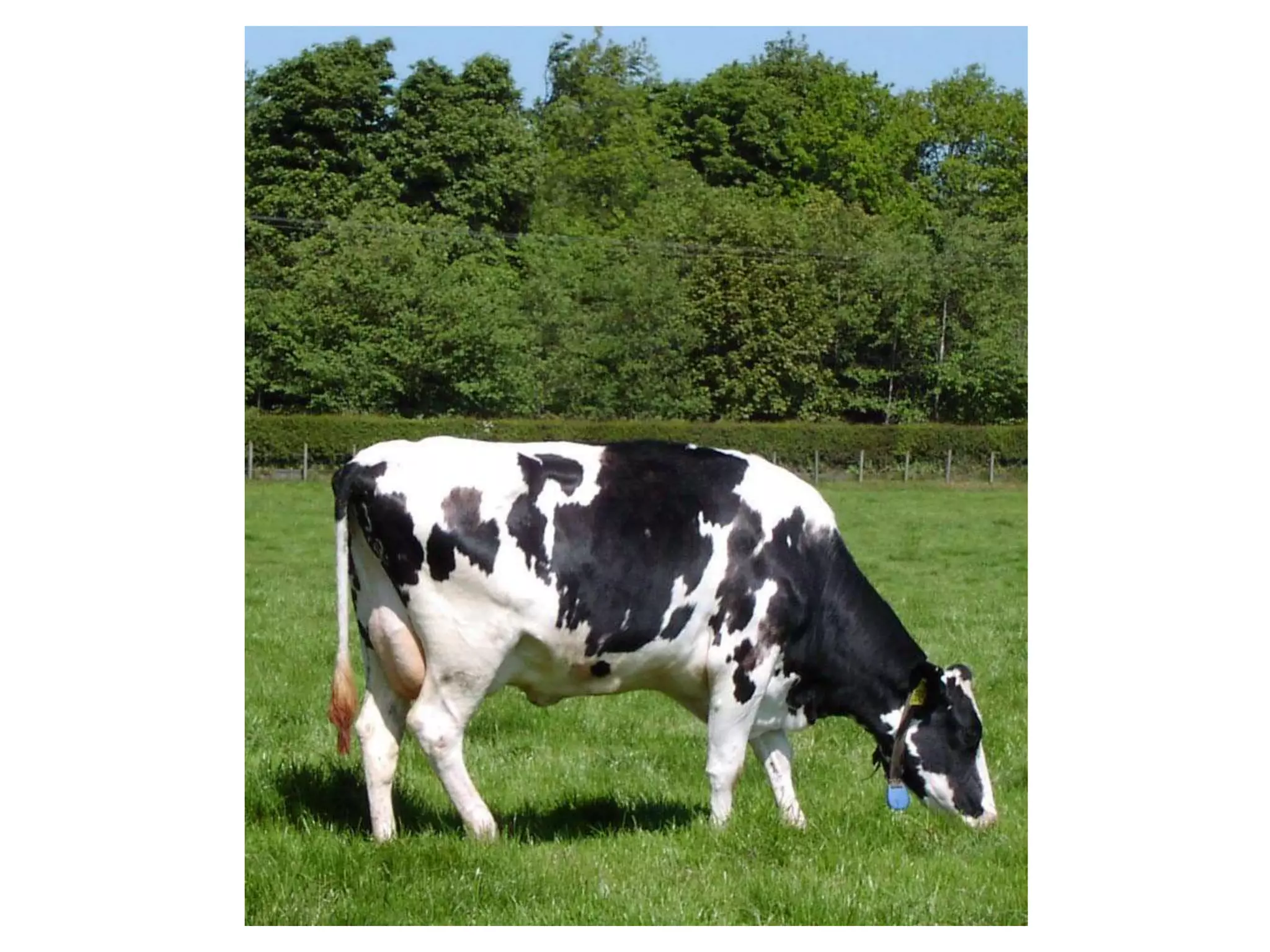 El nostre entorn | PPT