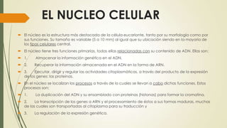 El nucleo celular | PPTX