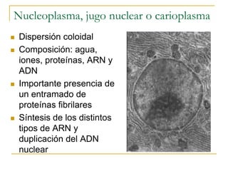 el_nucleo_celular y la importancia .pdf