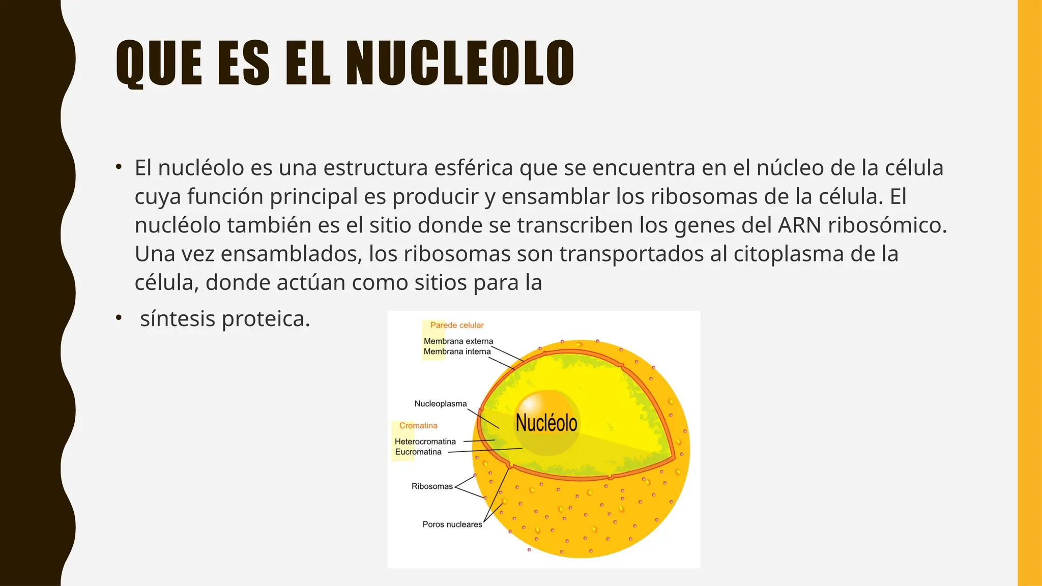 EL NUCLEO Y NUCLEOLO CELULAR, ESTRUCTURA, CARACTERISTICAS FUNCION.pptx