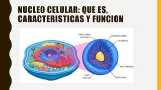 EL NUCLEO Y NUCLEOLO CELULAR, ESTRUCTURA, CARACTERISTICAS FUNCION.pptx