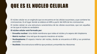 EL NUCLEO Y NUCLEOLO CELULAR, ESTRUCTURA, CARACTERISTICAS FUNCION.pptx