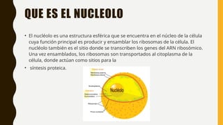 EL NUCLEO Y NUCLEOLO CELULAR, ESTRUCTURA, CARACTERISTICAS FUNCION.pptx