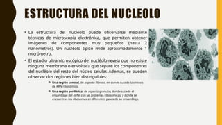 EL NUCLEO Y NUCLEOLO CELULAR, ESTRUCTURA, CARACTERISTICAS FUNCION.pptx